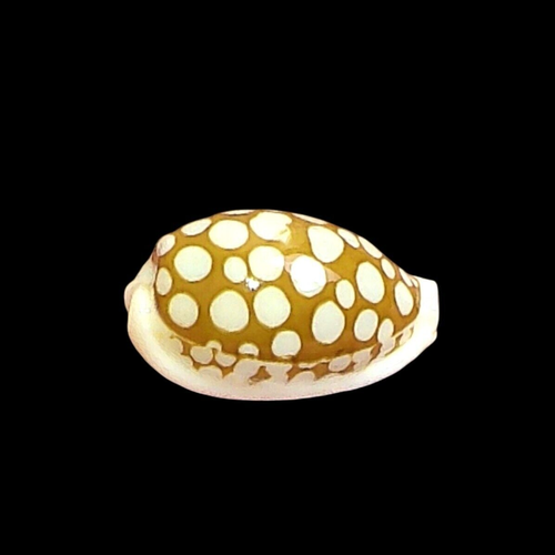 Cypraea Cribraria Linne Spotted Cowrie Specimen Shell GEM