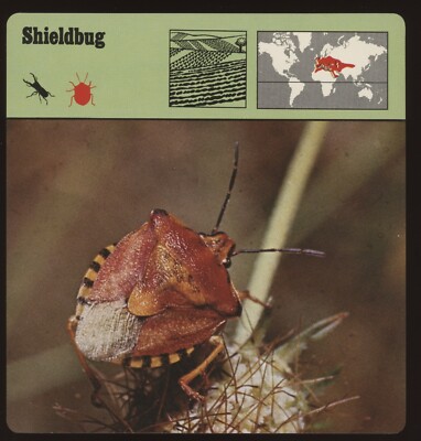 Shieldbug Safari Cards Rencontre Insects | eBay
