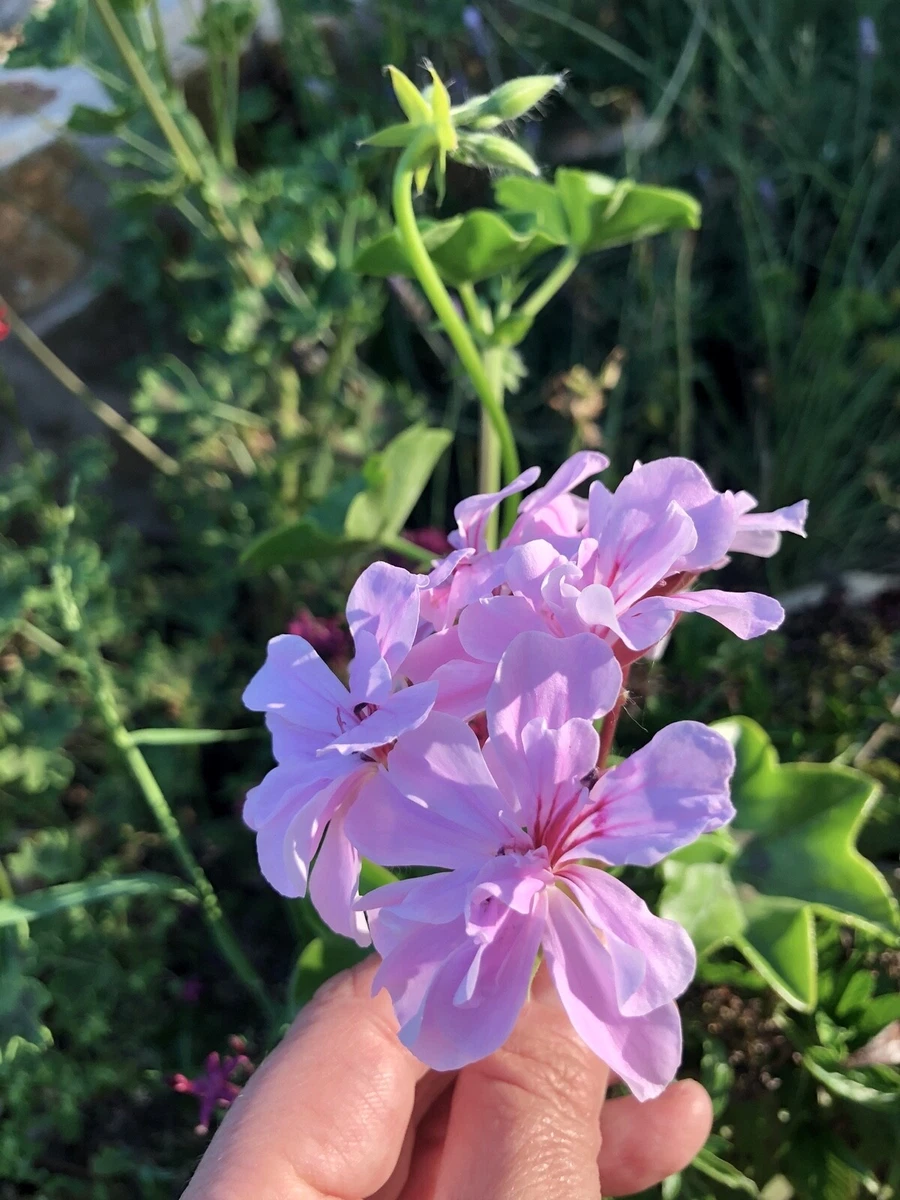 Ivy Geranium Plant
