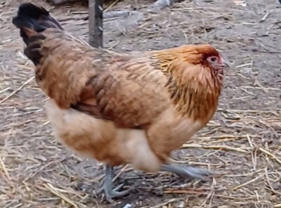 8+ Orpington Lavender Blue Buff Black White Chocolate Hatching Eggs ...