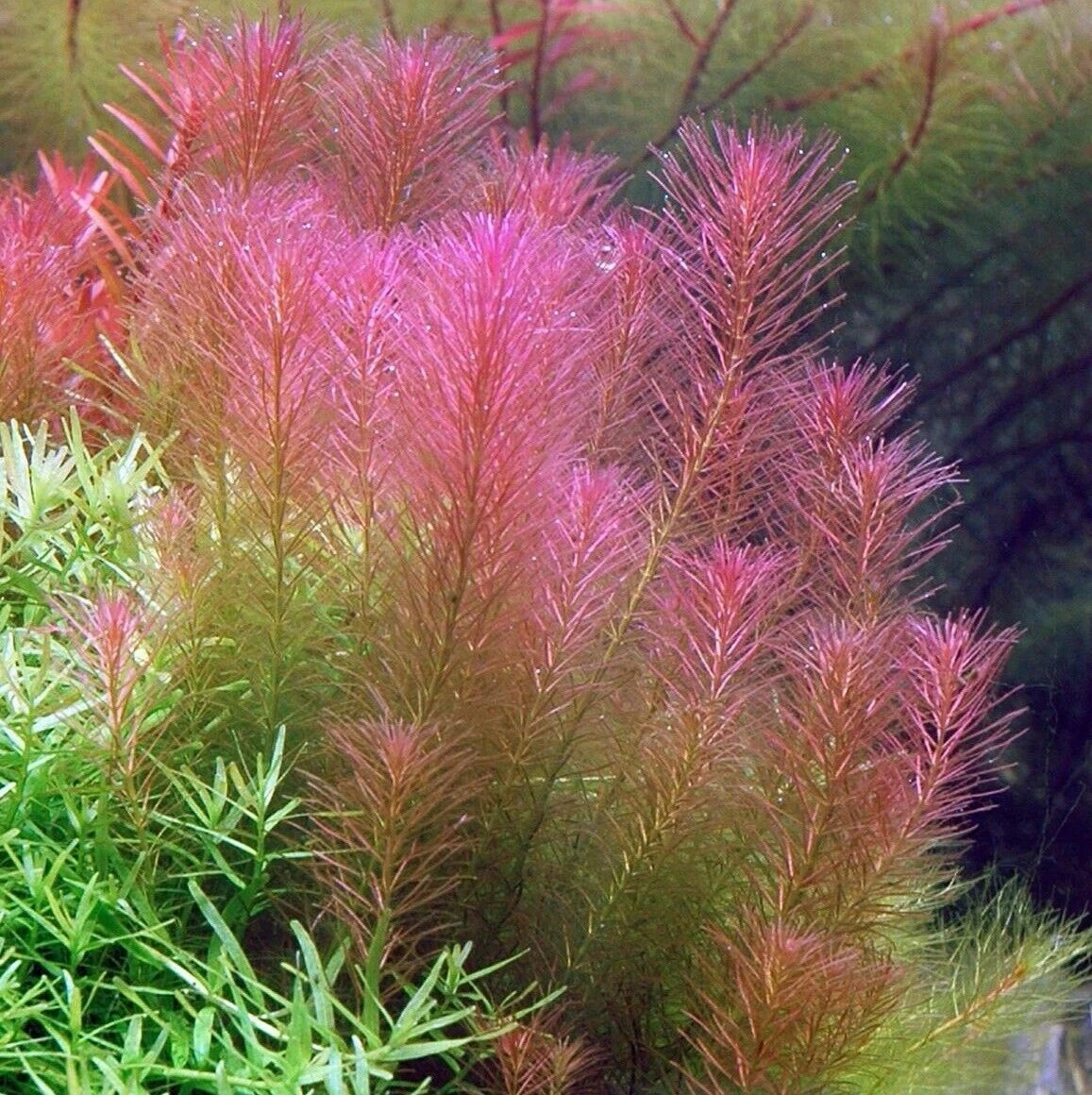 Rotala Wallichii Aquascape