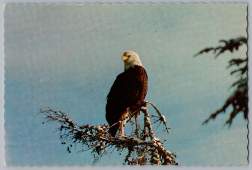 George Inlet Ketchikan Alaska American Bald Eagle Marine Highway ...
