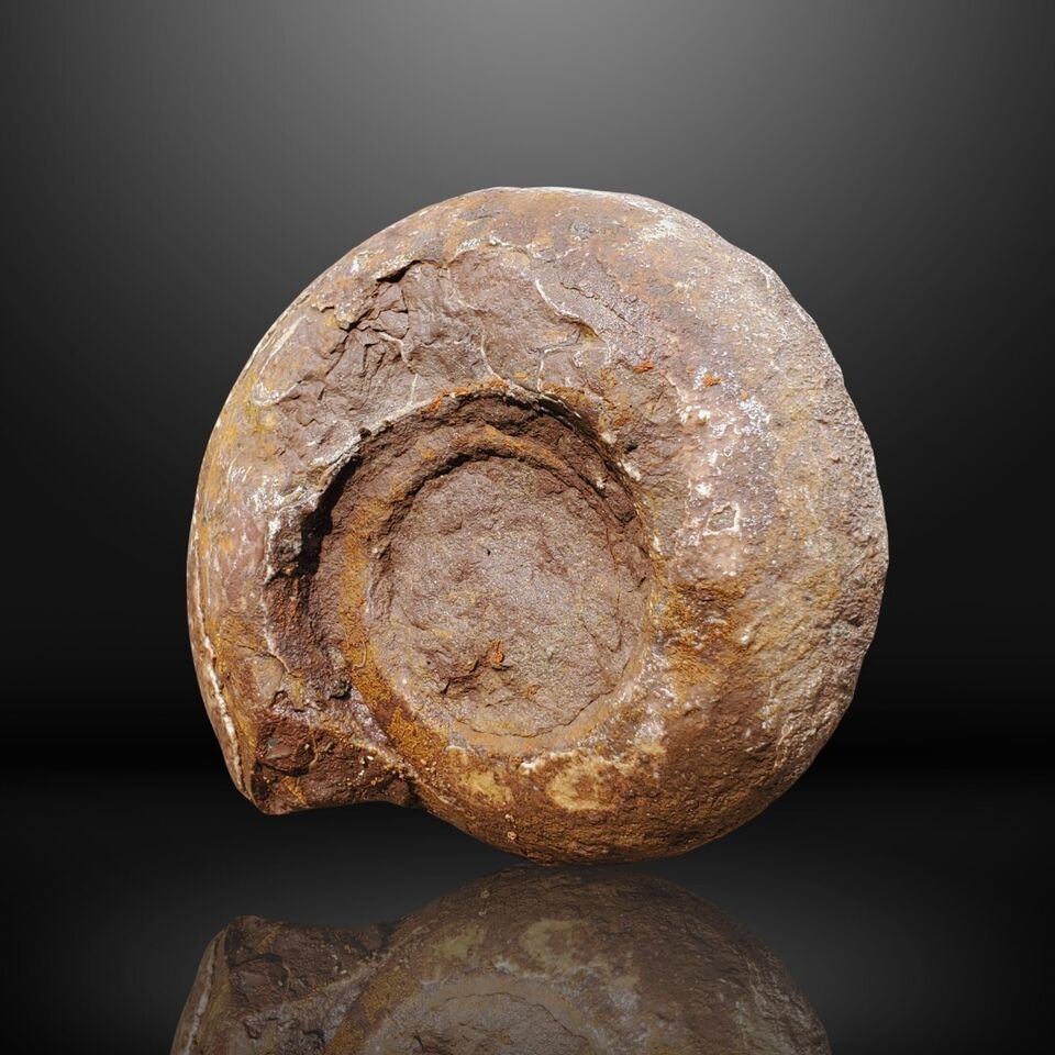 238GR PERFECT STURA CALCITE SLAB PERMIAN AMMONITE FOSSIL ROUGH MOLLUSCA ...