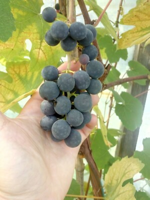 5 x Fragola / Isabelle grape cuttings (Vitis vinifera x Vitis labrusca ...