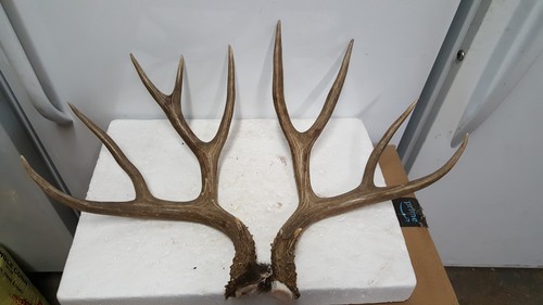 Nice brown 6x5 set Colorado MULE DEER ANTLERS whitetail rack mount elk ...