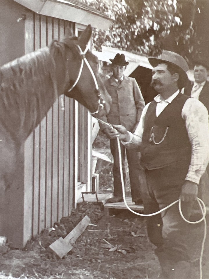 1896 Charles Derby Stallion THOROUGHBRED RACING HORSE PHOTO Taylor Cook ...