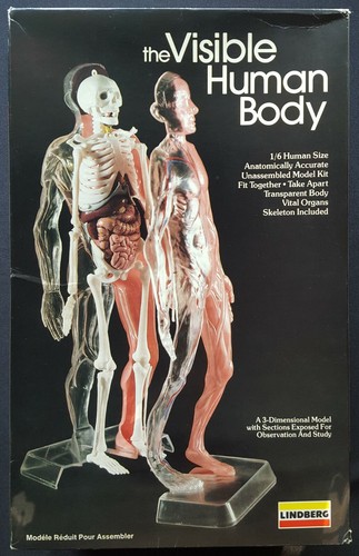 THE VISIBLE HUMAN BODY 1984 1/6 scale PLASTIC 3D MODEL KIT by LINDBERG ...