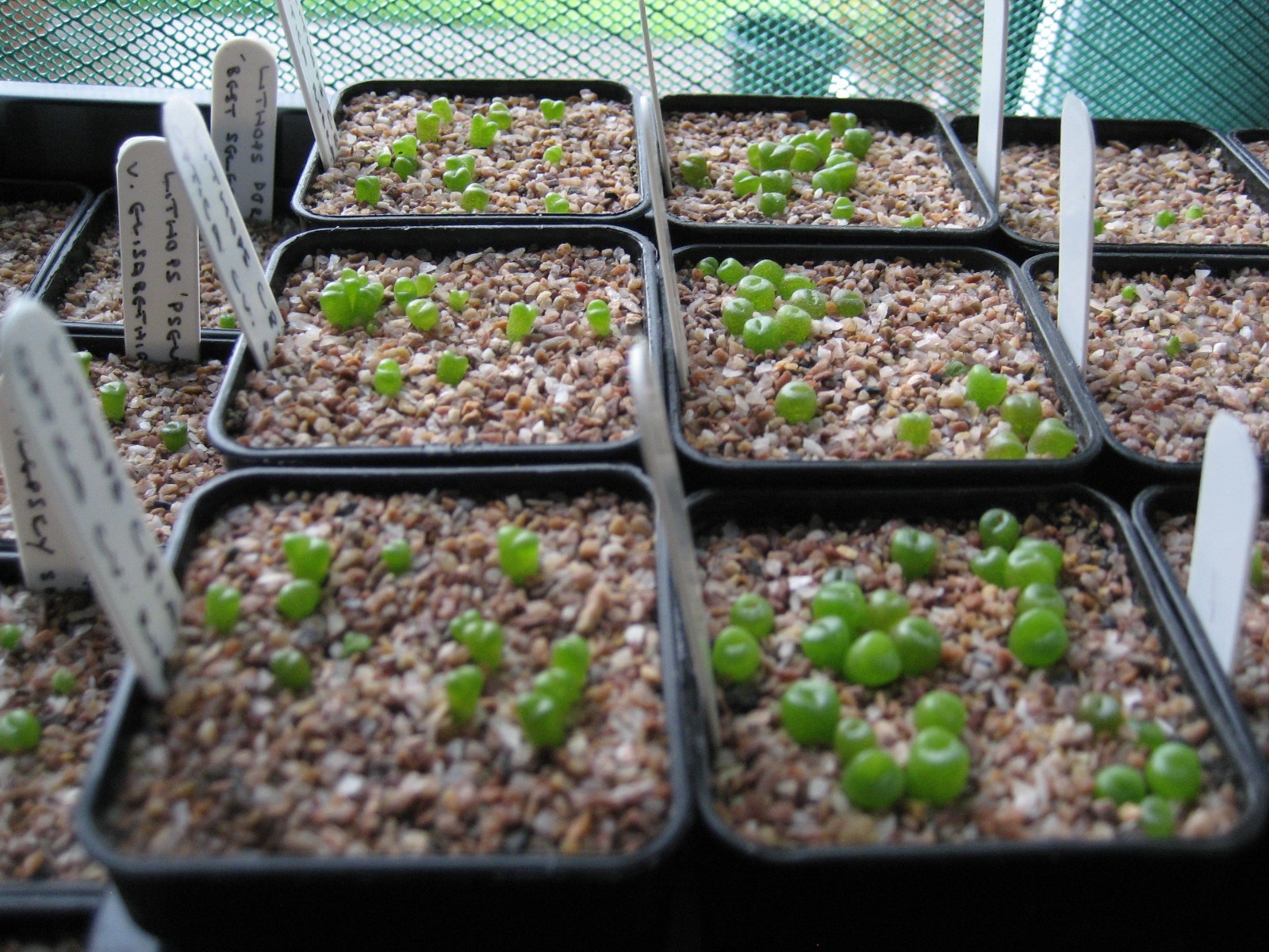 Lithops / Living Stones ~ 100+ Seeds Mixed Varieties ~ High Quality ...