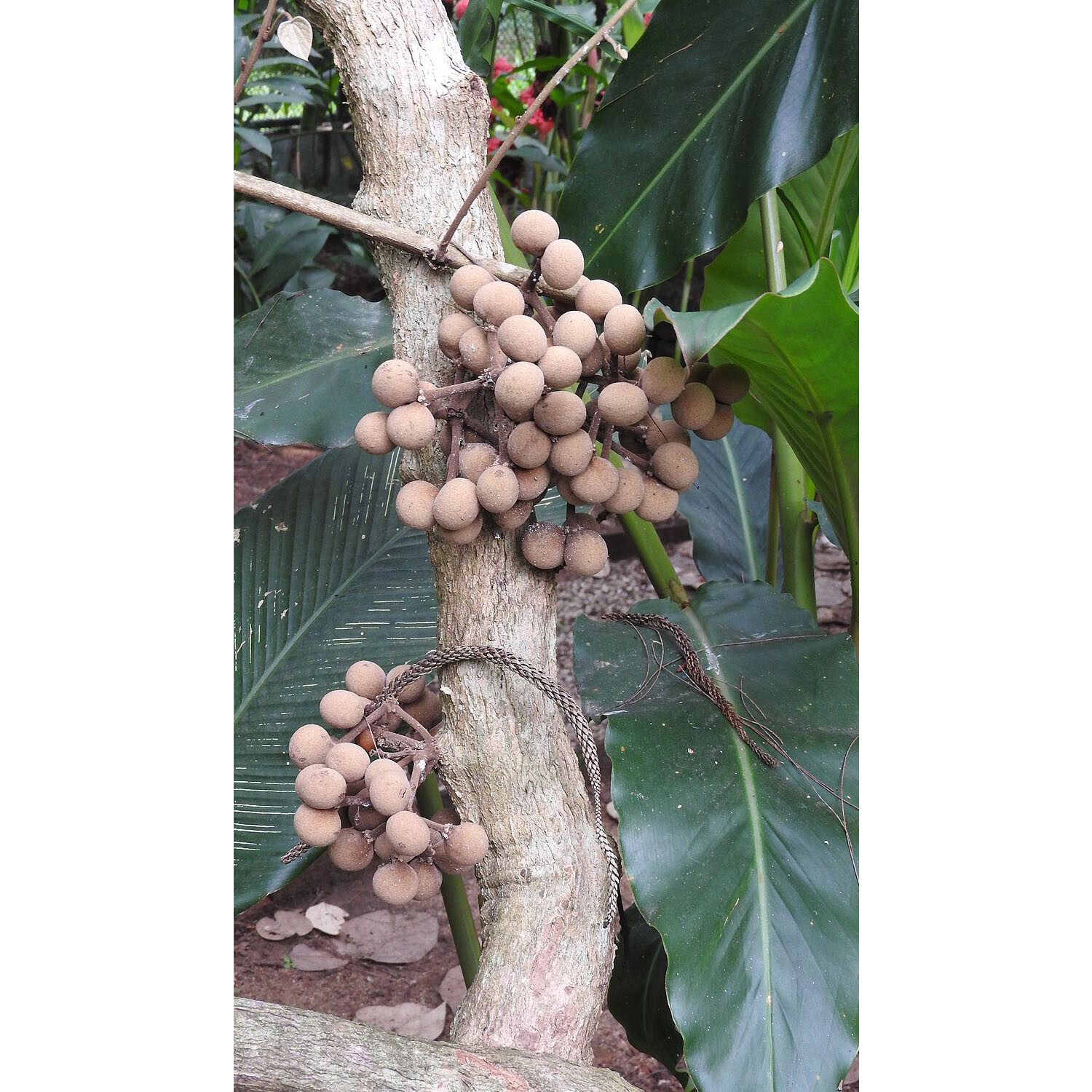 Natural Venivelgeta (Coscinium Fenestratum) 100% Organic sticks 13.4OZ ...