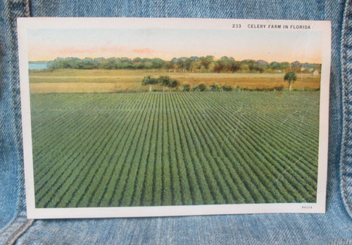 Celery Farm In Florida Vintage Postcard SOL1 | eBay