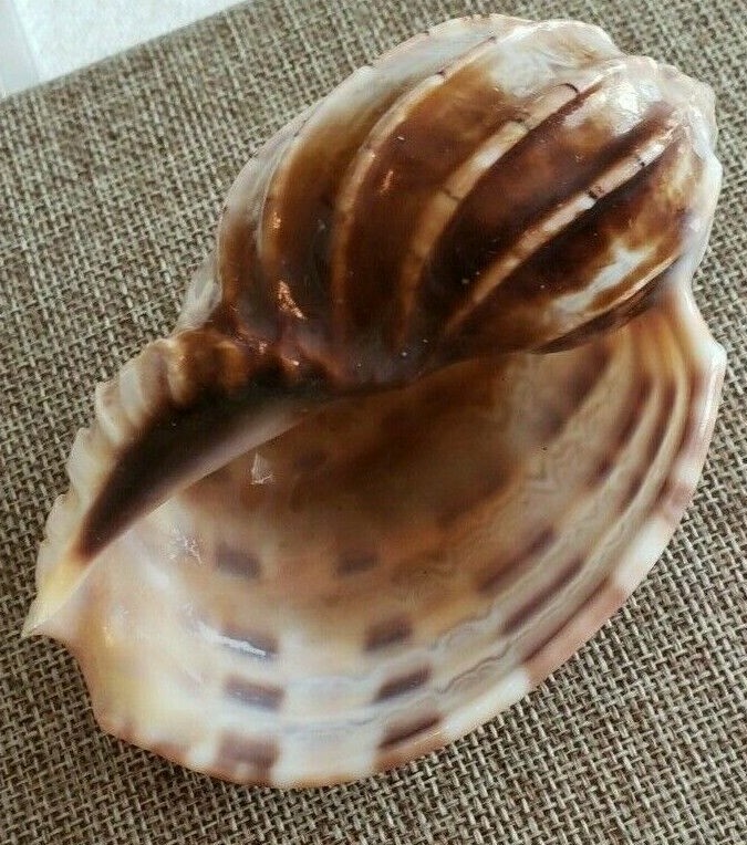 Harpa Major 102.7mm LARGE with - BLACK MOUTH Madagascar 2006 | eBay