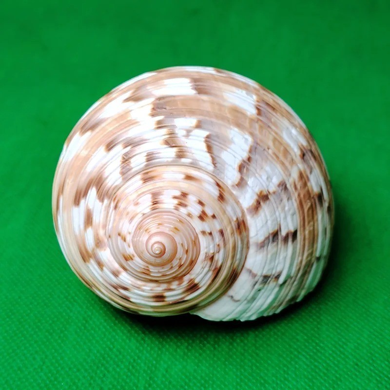 9-10CM Tonna Dolium Shell Big Partridge Tun Seashell For Collection ...