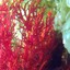 Live Dragon's Tongue Fire Macro Algae Plant Frag Refugium Coral Reef Saltwater | eBay