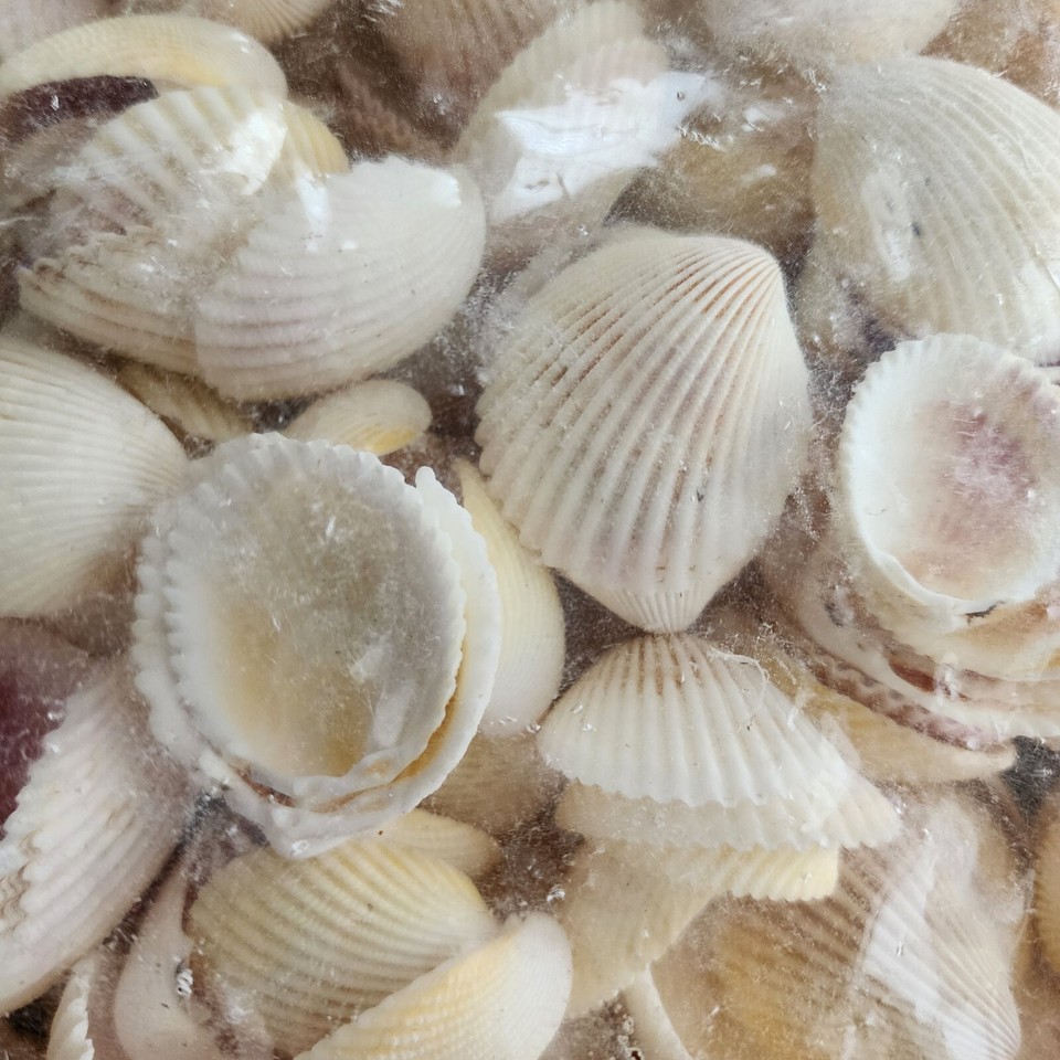 4lb Pacific Yellow Cockles Shell - Beach Shells - Bulk Shells ...