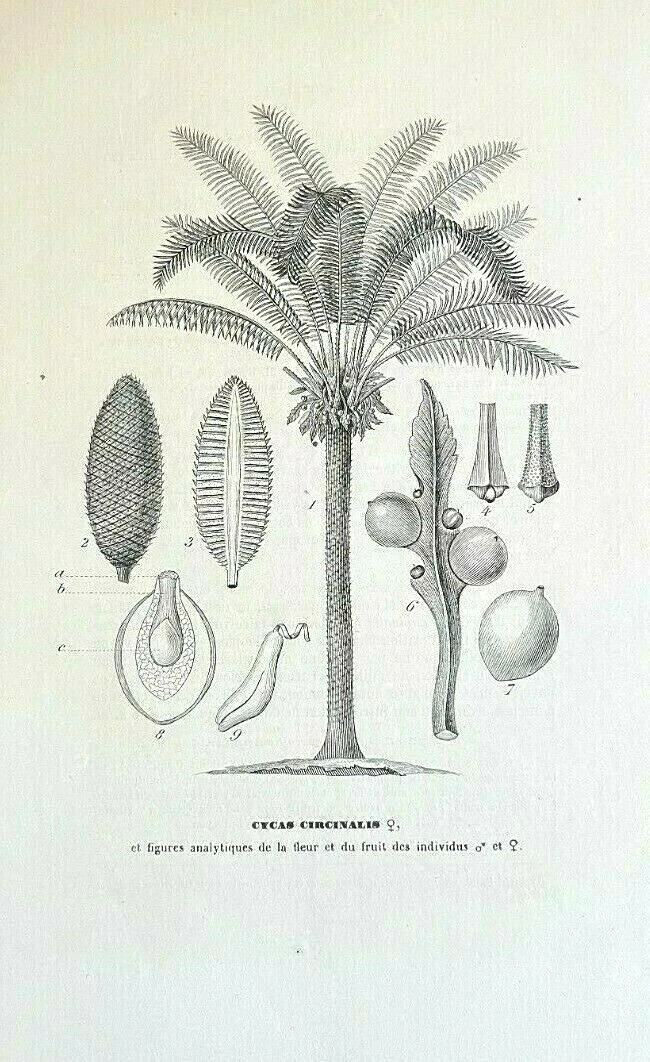 Cycas Diagram