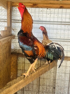 Livestock Supplies - Gamefowl Hatching Eggs