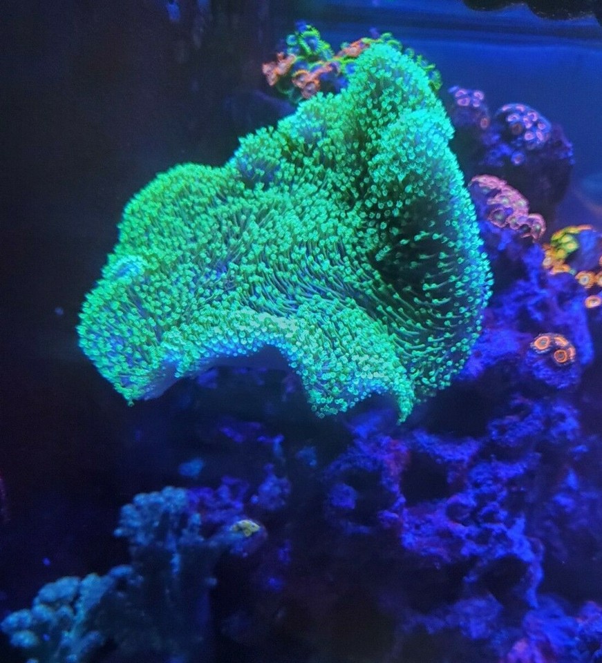 Leather Frag Pack, 4 Frags (Beginner Reef Zoas Salt Water Coral Live ...