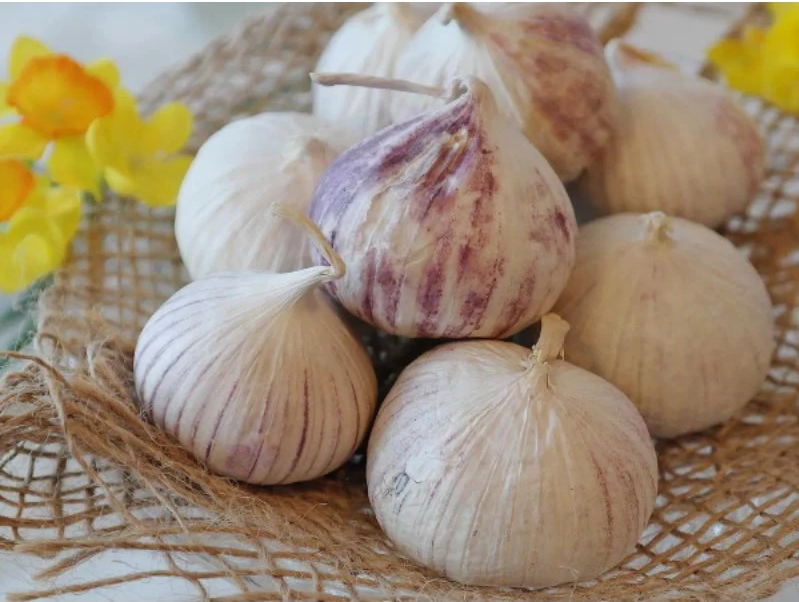 Single Bulbs Clove Garlic Solo Garlic, Heirloom Thailand Herbs 500g ...