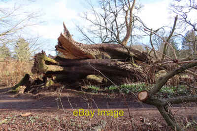 Photo 12x8 Fallen Giant Banff/NJ6864 A huge tree presumably felled by ...