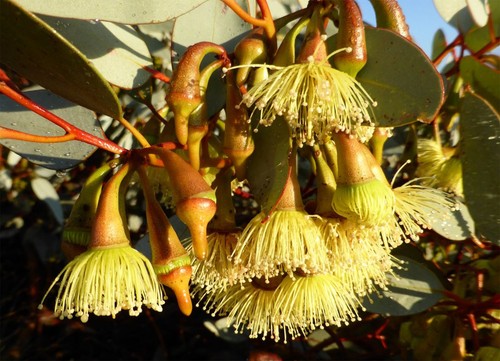 Eucalyptus pimpiniana - Dwarf Pimpin Mallee - 30 Seeds | eBay Australia