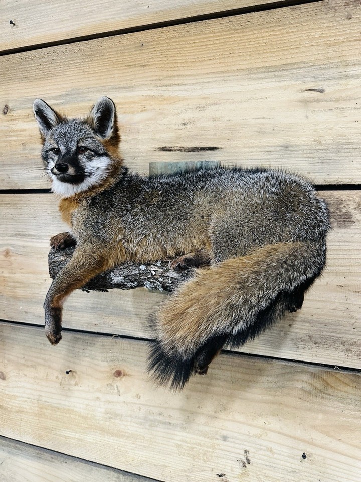 Beautiful Gray fox mount .No reserve | eBay