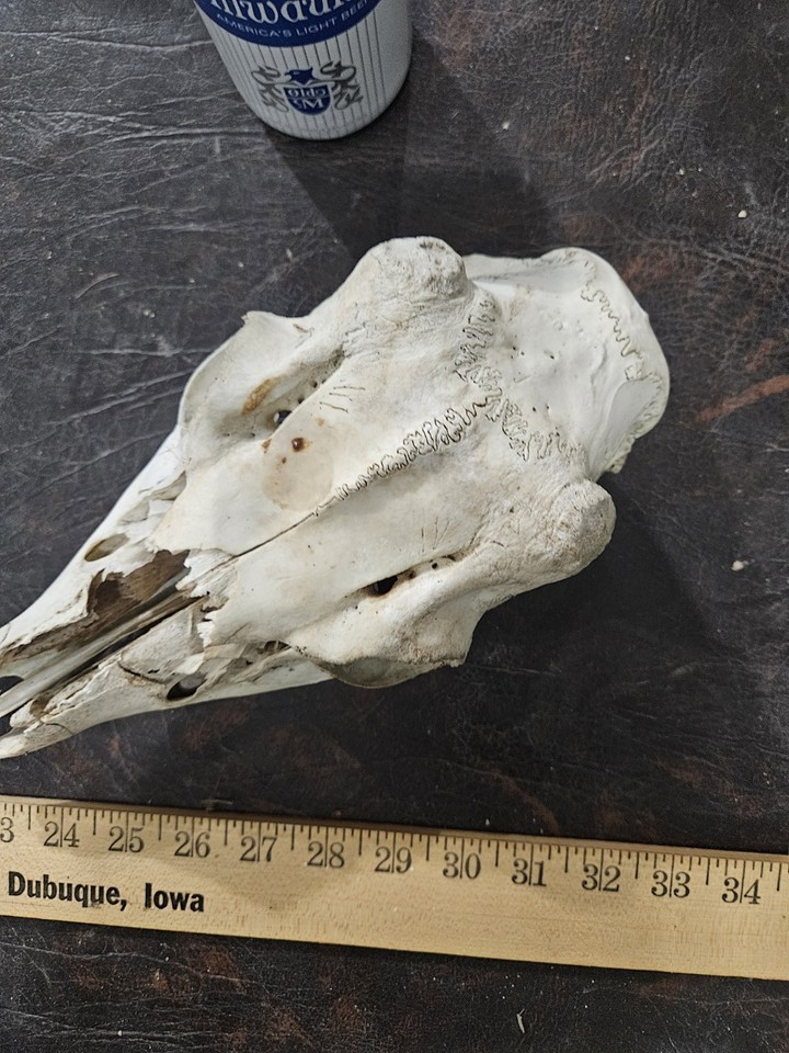 Real Whitetail Shed Buck Deer Skull Taxidermy Decor Rustic | eBay