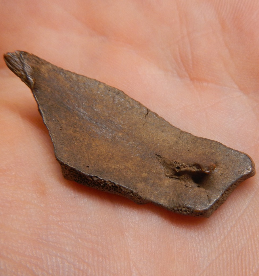 FOSSIL RIVER TURTLE FOSSIL SHELL SCUTE ICE AGE REPTILE JAW SKULL BONE ...