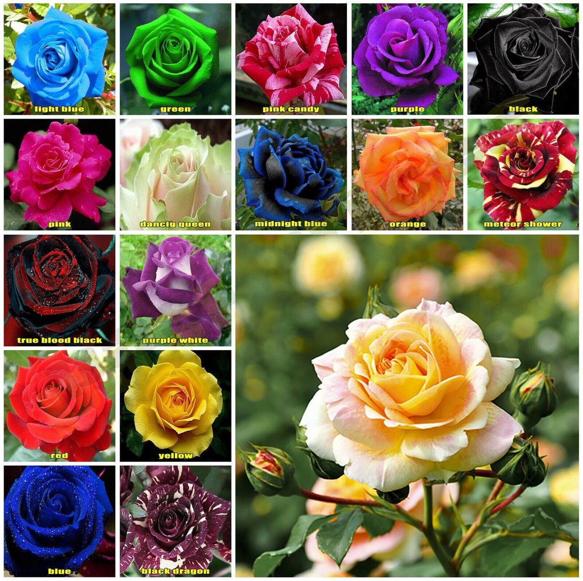 Rainbow Roses Seeds