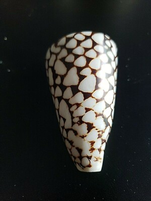 Banded Marble Cone - Conus Bandanus - Approx. 3" (76mm) | eBay