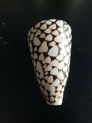 Banded Marble Cone - Conus Bandanus - Approx. 3" (76mm) | eBay