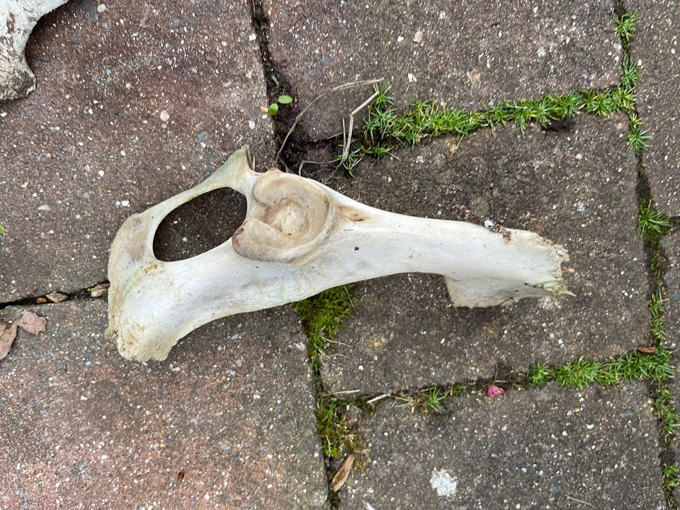 Real Animal Bones Genuine Deer Remains Pelvis Pelvic Hip Joints Bundle ...