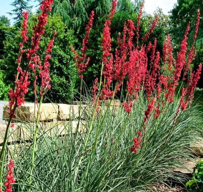 Red Yucca Plant Live Outdoor 4 to 6 Inches Tall in Pot - Red Yucca ...