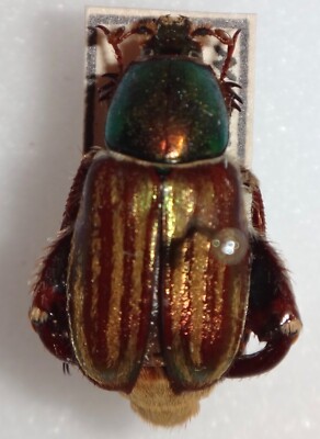 Glaphyridae Glaphyrus opulentus Morocco #49 Insect Beetle Entomology | eBay