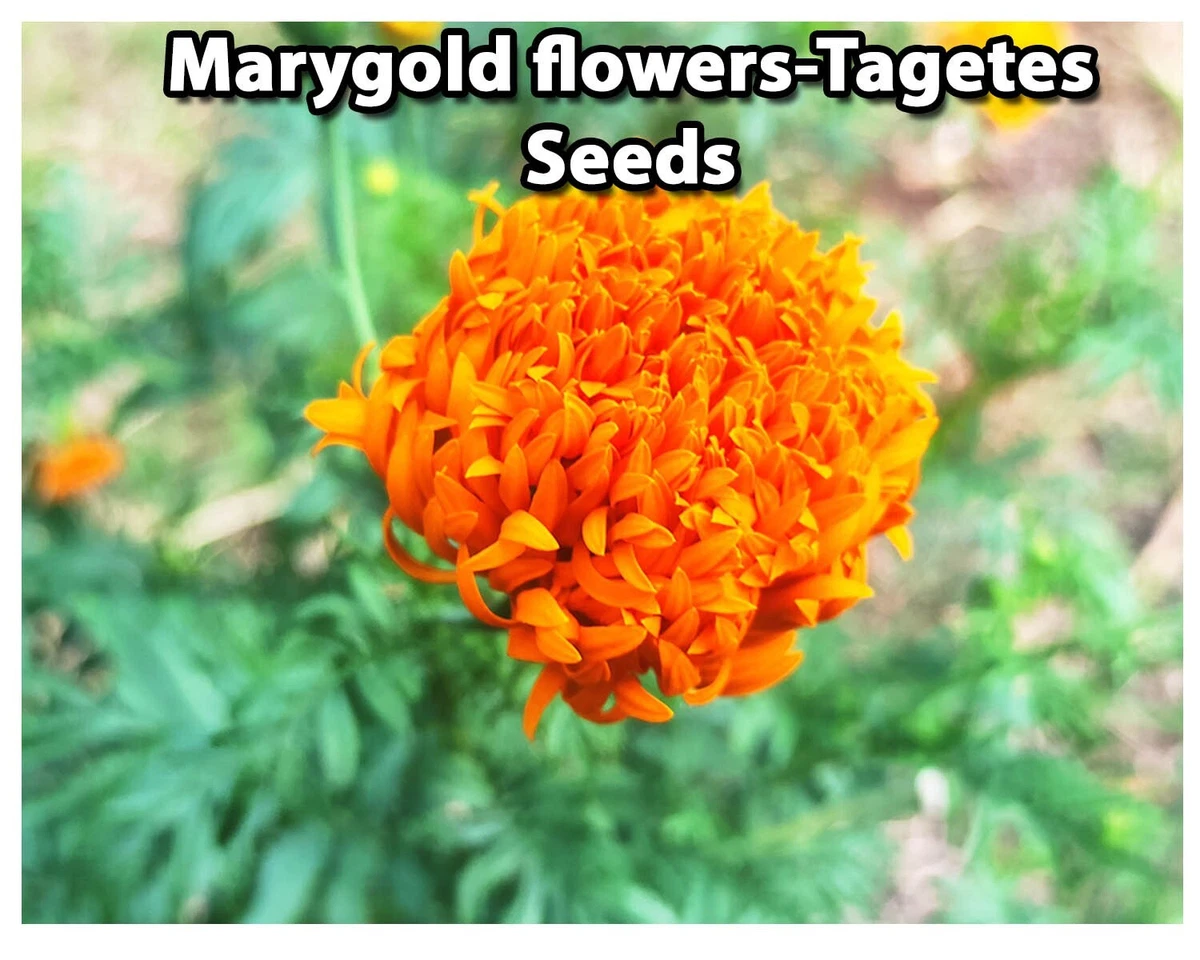 Flower Seeds In Sri Lanka | Best Flower Site