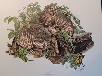 Estate Griggsville Wild Bird Society Richard Timm 28x22 Print Armadillo ...