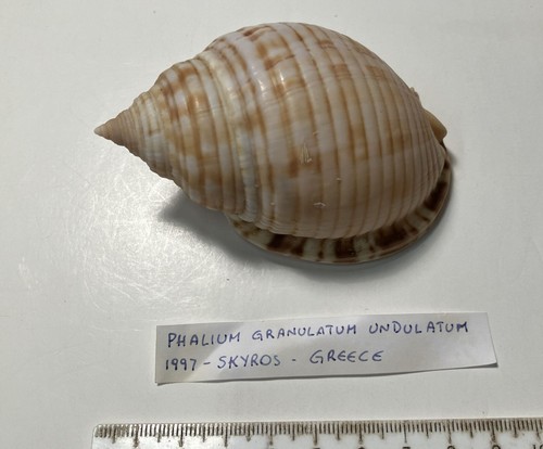 Mediterranean Bonnet. Pholium ganulatum undulatum. Greece. Great Shape ...