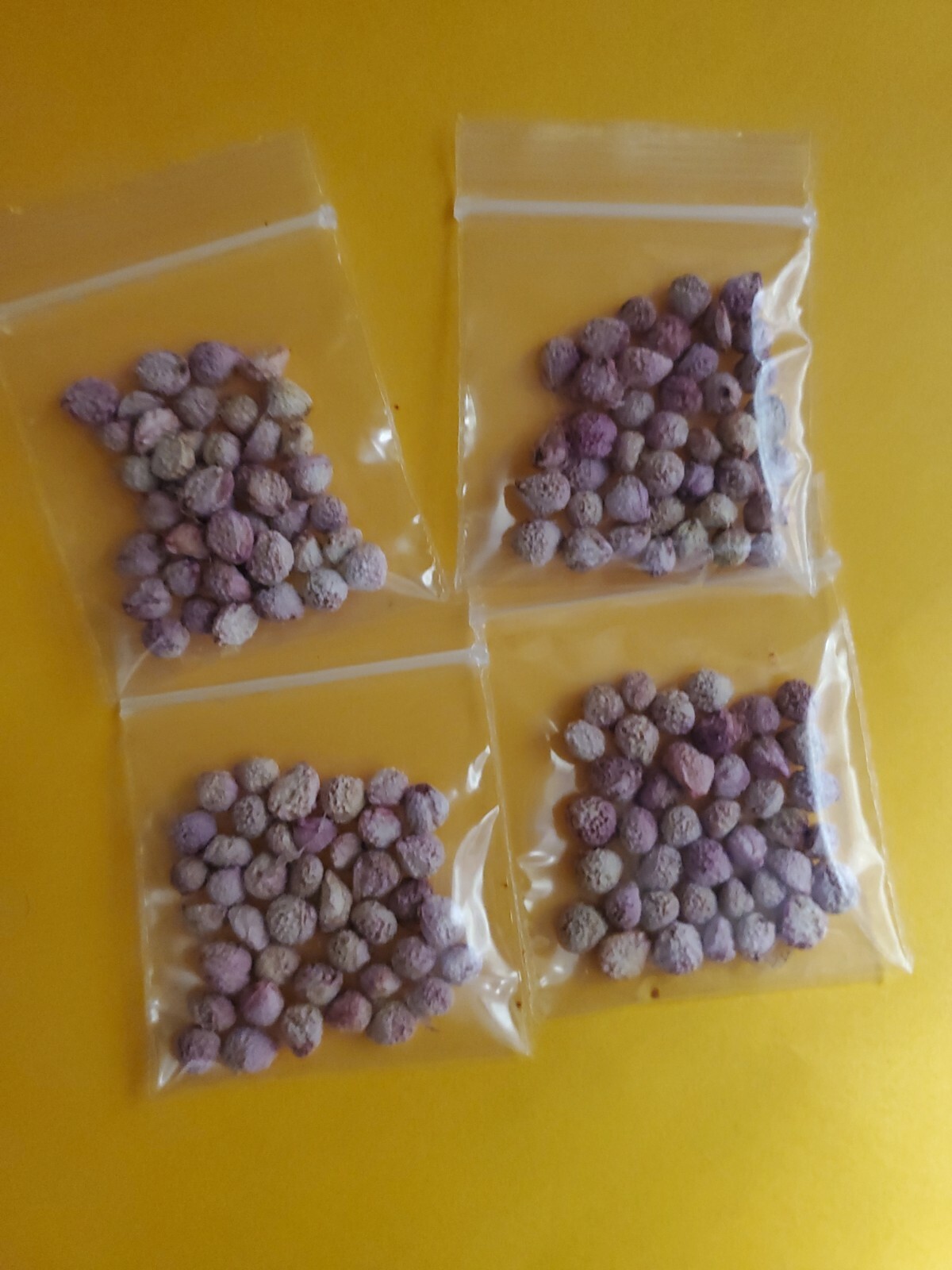 FALSA Fertile Fruits seeds as Known Pakistani Berry 40 seeds in pack | eBay