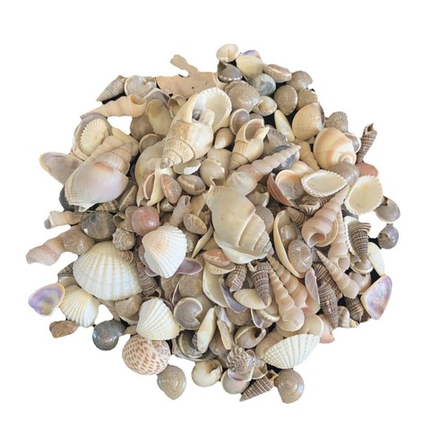 Sea Shells 1/4 Pound Mini Assorted For Nautical Crafts And Decor ...