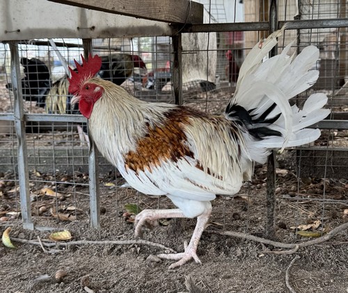 Blue Gray Chicken Hatching Egg | eBay