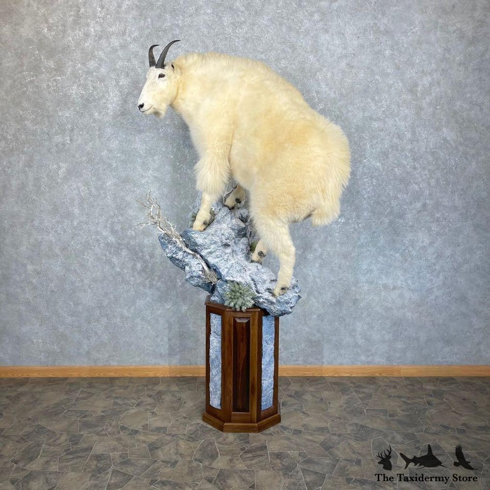 #24437 WC | Mountain Goat Life-Size Taxidermy Mount For Sale | eBay