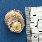 #6 Turbo (Marmarostoma) castanea 23mm W/O Honeymoon Beach Florida | eBay