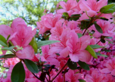 Rhododendron Anouk Evergreen Azalea Perennial Plant 1 x 13cm Pot | eBay