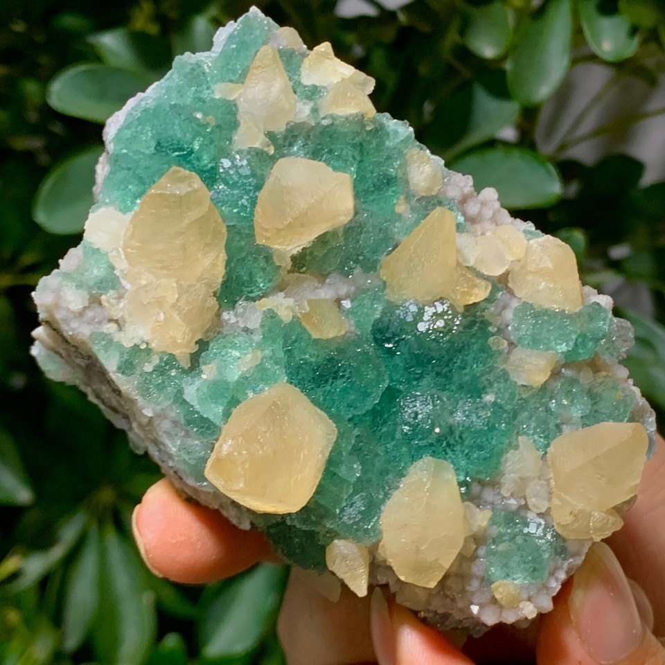 321G Rare transparent GREEN cubic fluorite mineral crystal sample/China ...