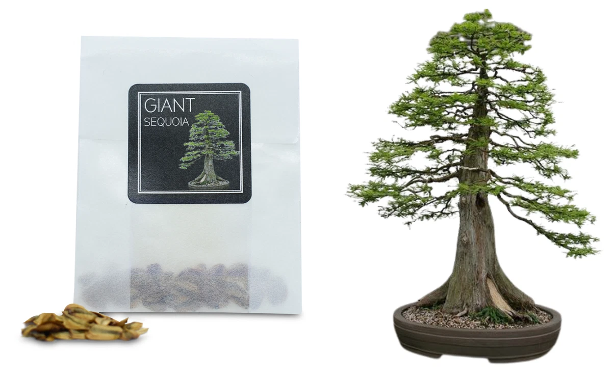 Sequoia Bonsai