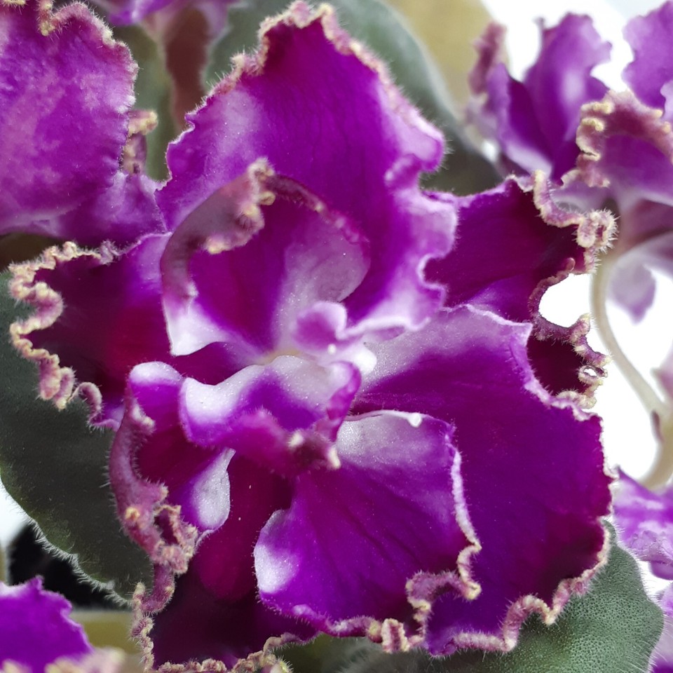 RS Zhardin (Russian/Standard) ~ African violet leaf cutting | eBay