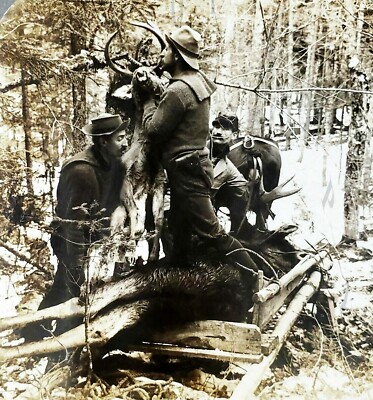 ANTIQUE EARLY PRE 1900 HUNTING REPRODUCTION 8X10 PHOTO MOOSE DEER ...