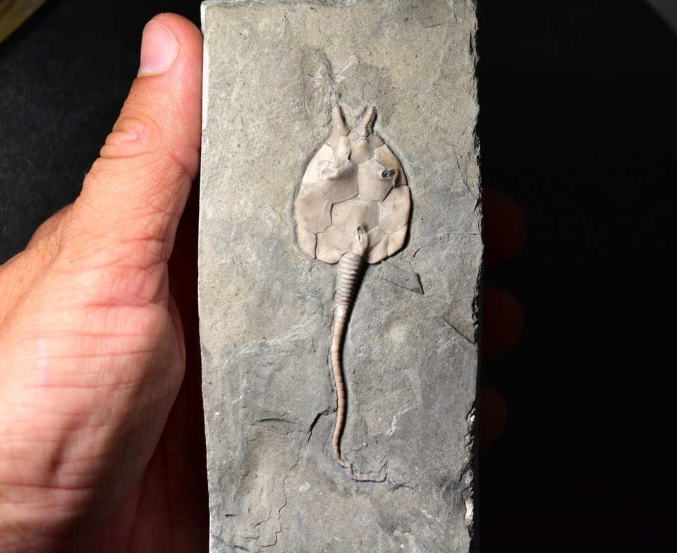 RARE Pleurocystites Cystoid Fossil! Upper Ordovician, Lake Simcoe Area ...