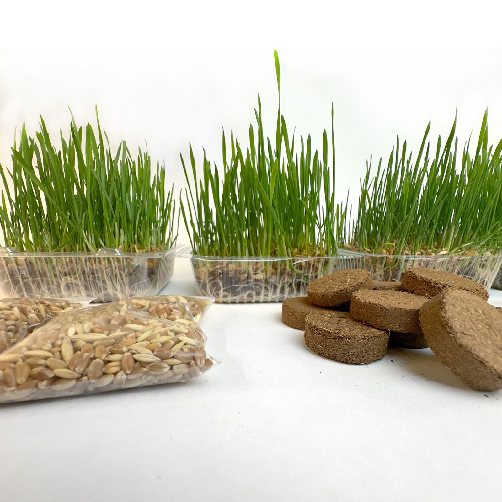 Organic Cat Grass Premium Grow Kit 4 Pack | Non GMO Mixed Heirloom ...