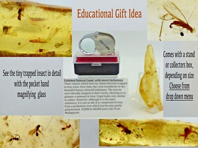 Prehistoric Copal Fossil Insect Inclusion with Pocket Hand Magnifier ...
