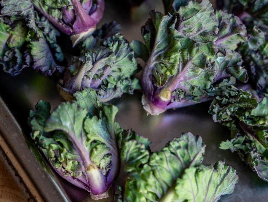 Kalettes New Veg Hardy Kale Crossed Brussels Sprout! 10 Seeds Rare ...